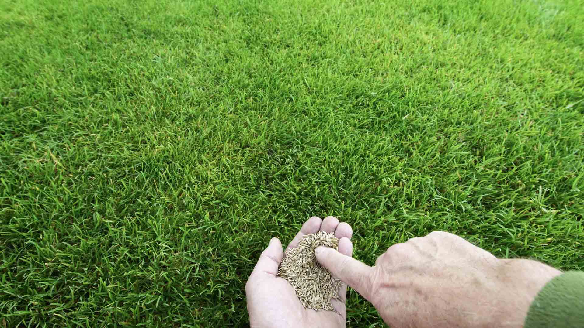 Nos semences de gazon | La Plaine Chassart